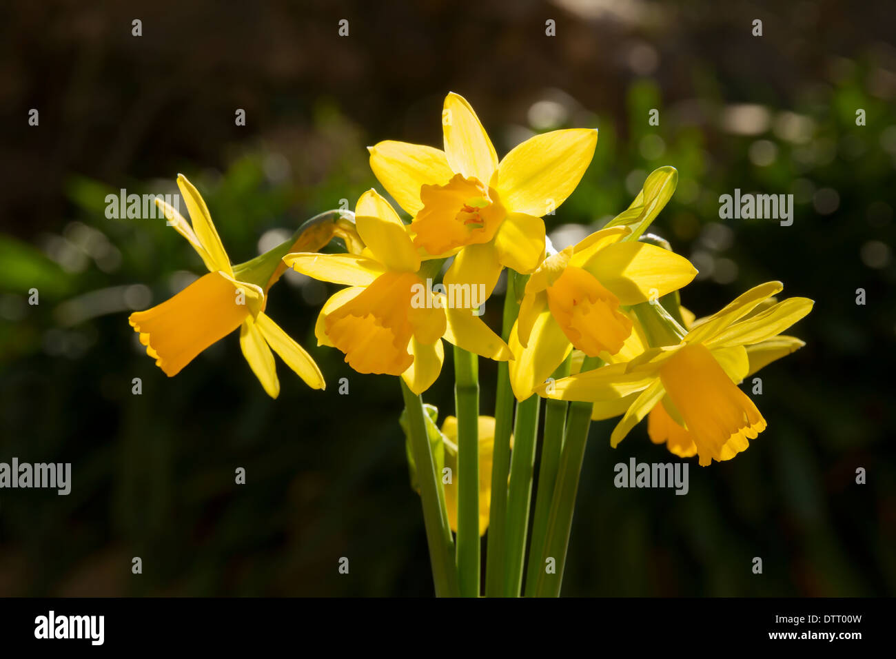 Miniature daffodils hi-res stock photography and images - Alamy