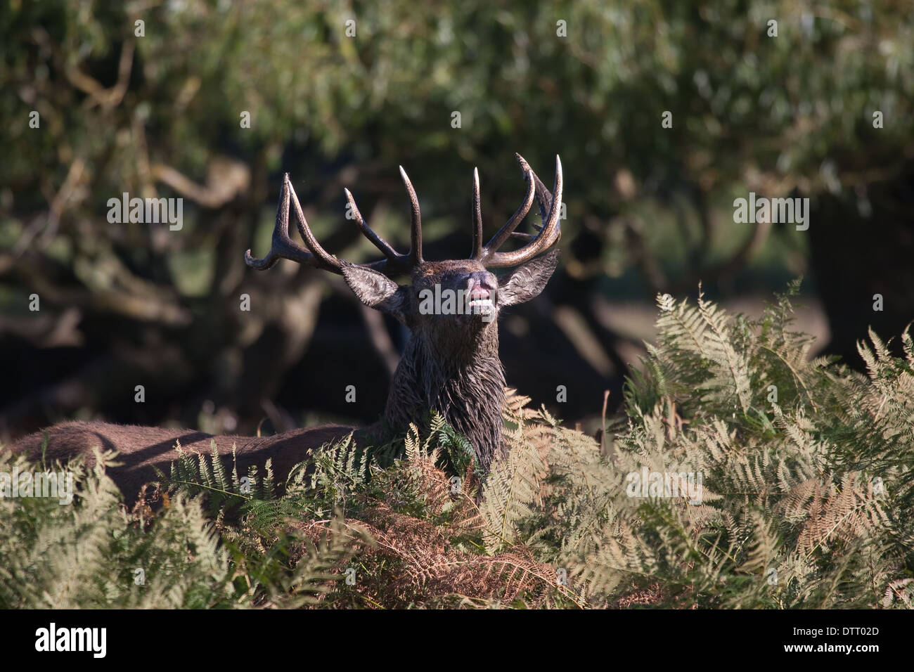 Red Deer stag bellowing in a dominant stance Stock Photo - Alamy