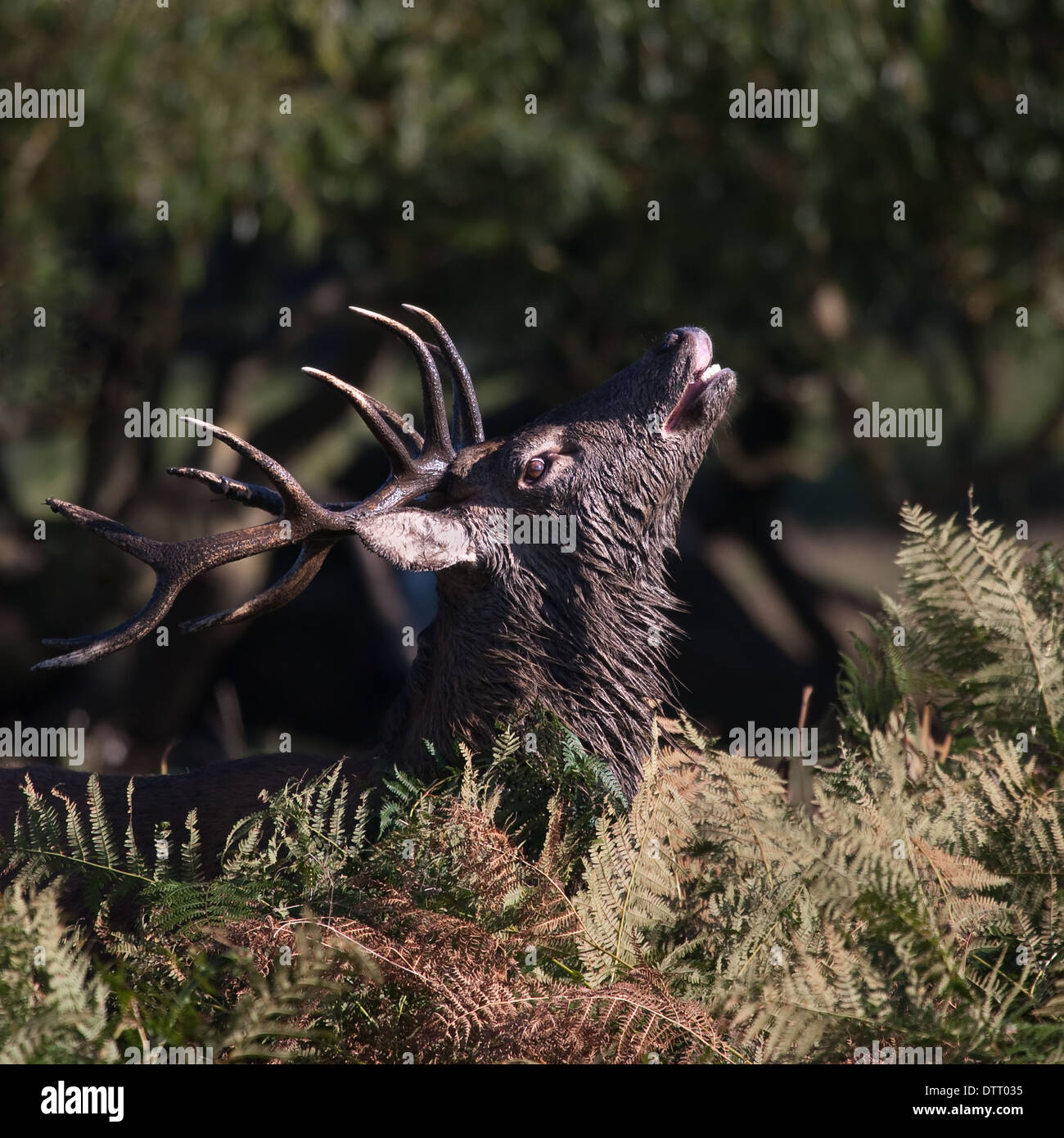 Red Deer stag bellowing in a dominant stance Stock Photo - Alamy
