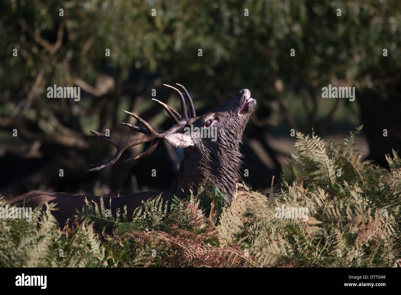 Red Deer stag bellowing in a dominant stance Stock Photo - Alamy