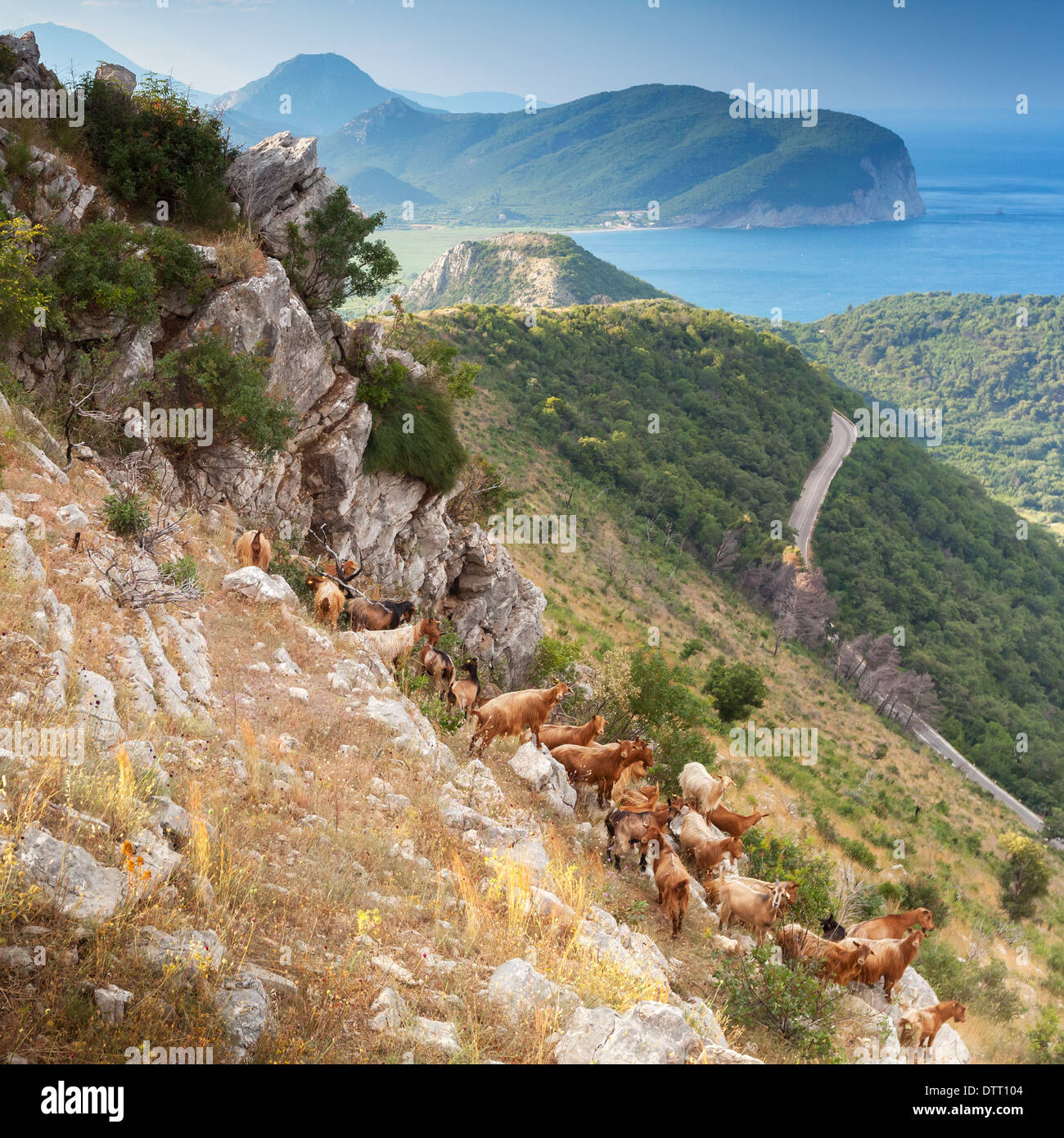 Herd of goats in Montenegro mountains on the sea coast Stock Photo - Alamy