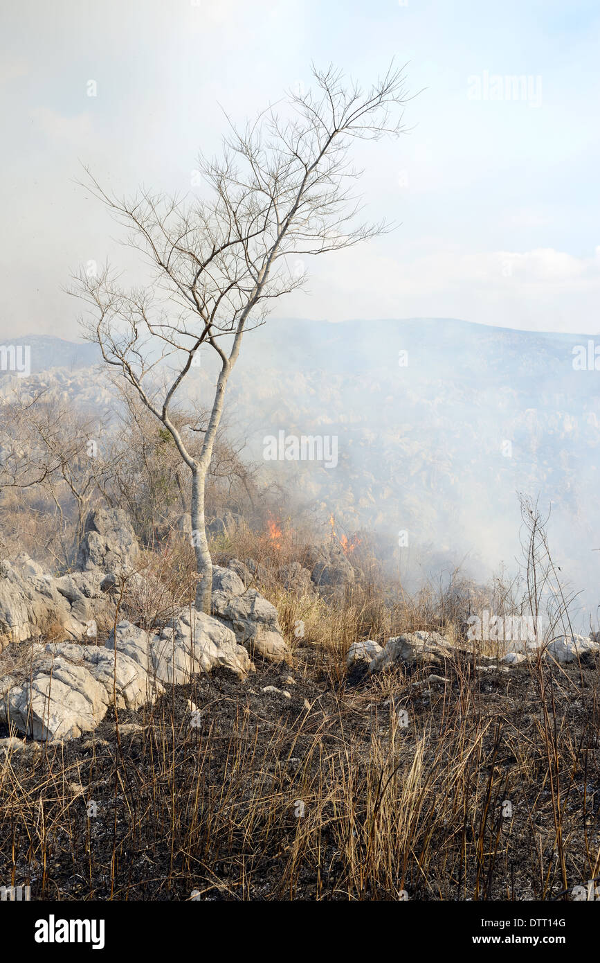 The bush burned with fire hi-res stock photography and images - Alamy
