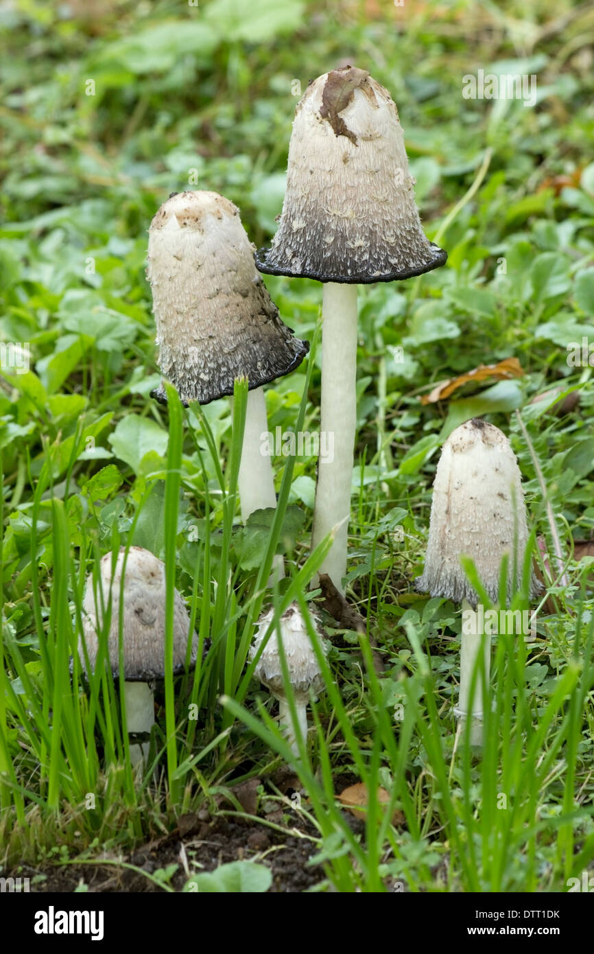 Amanita phalloides, death cap family in the grass Stock Photo - Alamy