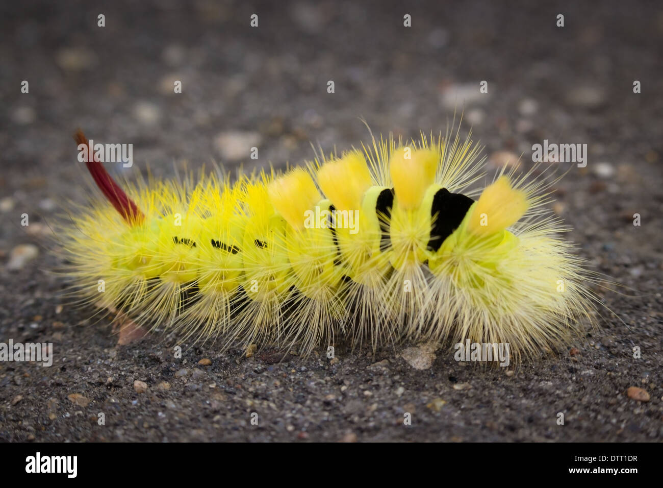 Pale Tussock Moth (Calliteara pudibunda) caterpillar Stock Photo - Alamy
