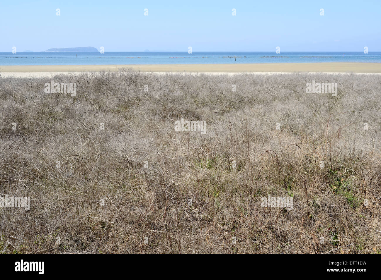 Shrubbery plant hi-res stock photography and images - Alamy