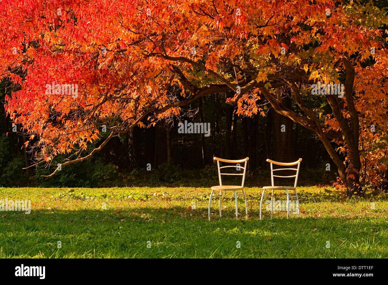 Two free chairs and red leaves autumn maple Stock Photo - Alamy