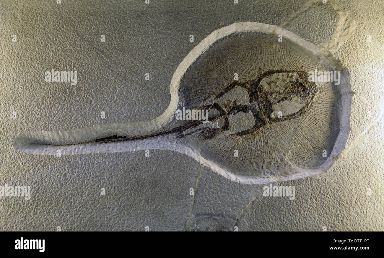 Mya paleogene diamonville hi-res stock photography and images - Alamy