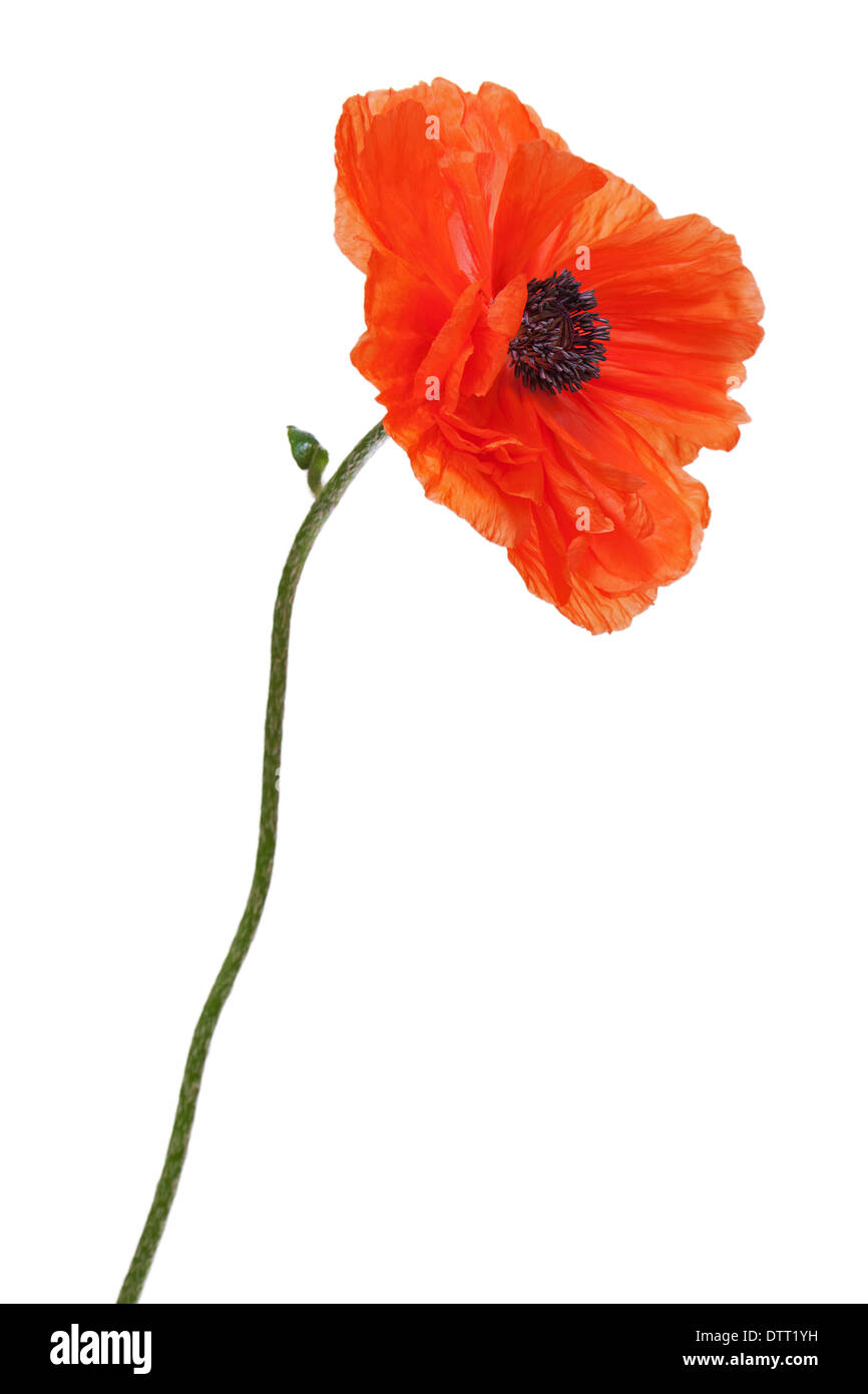 Single poppy isolated on white background. Closeup Stock Photo - Alamy