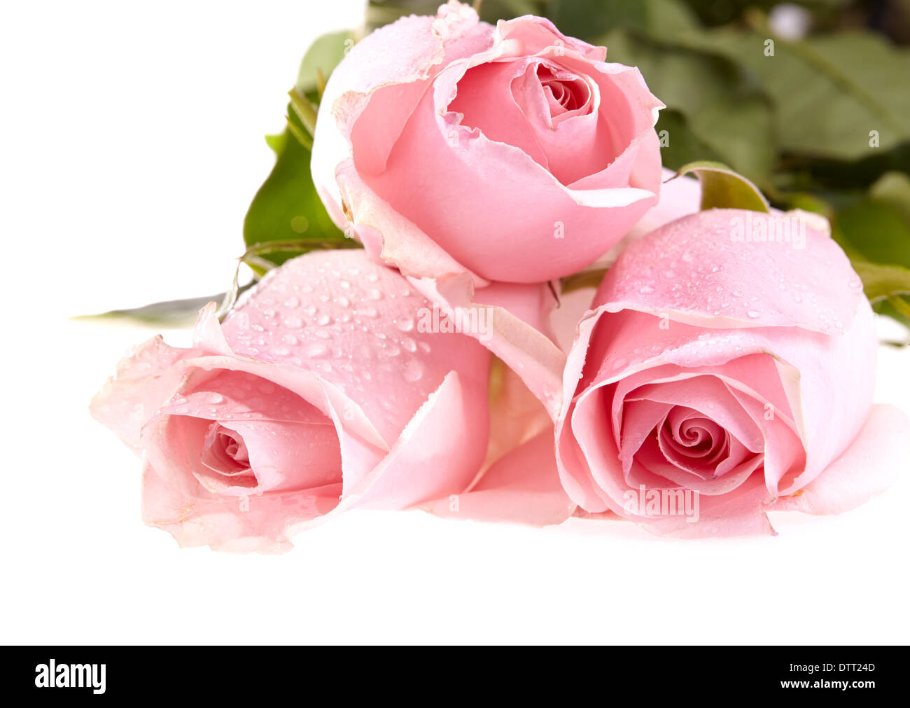 Beautiful three pink roses isolated hi-res stock photography and images ...