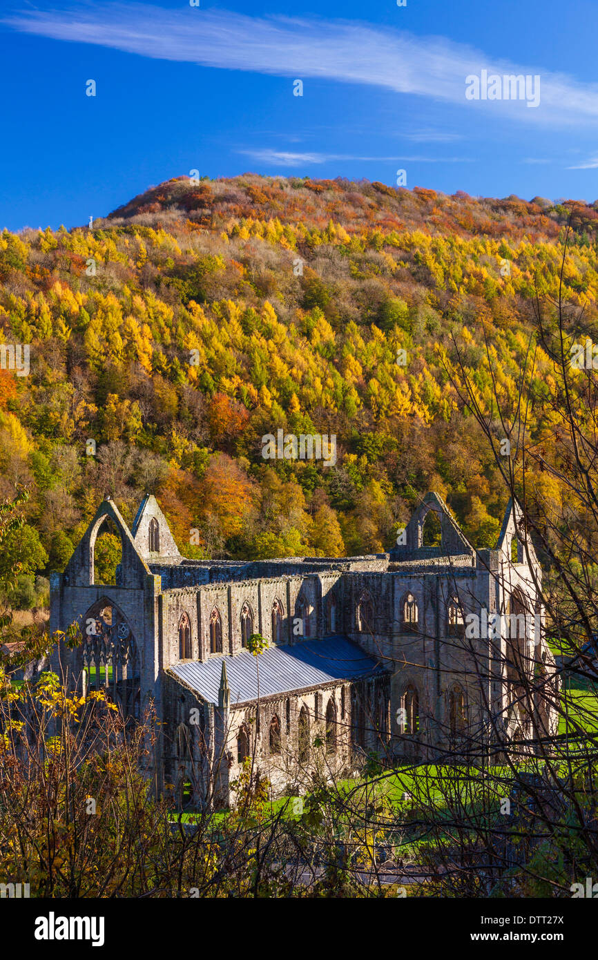 Tintern Abbey Wye Valley Monmouthshire Wales U.K Stock Photo - Alamy