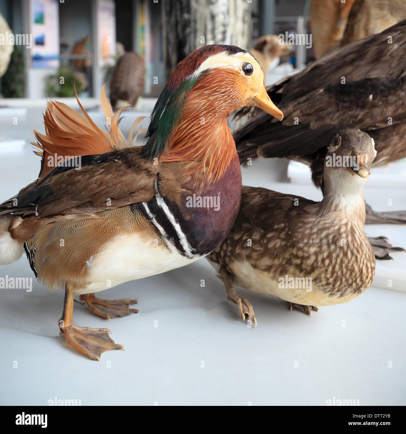 Mandarin museum hi-res stock photography and images - Alamy