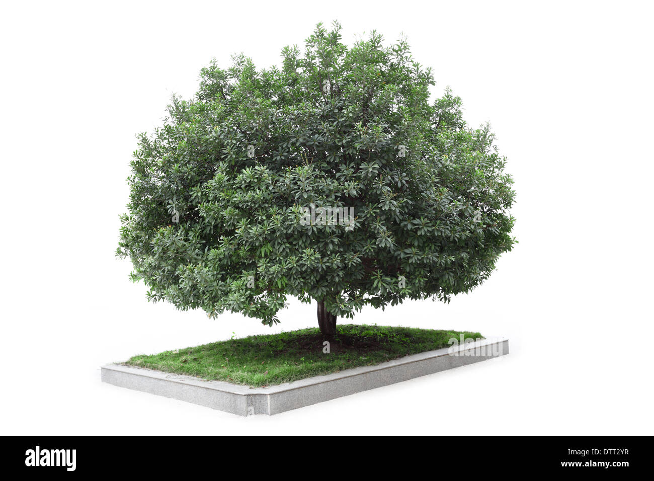 Bayberry tree hi-res stock photography and images - Alamy