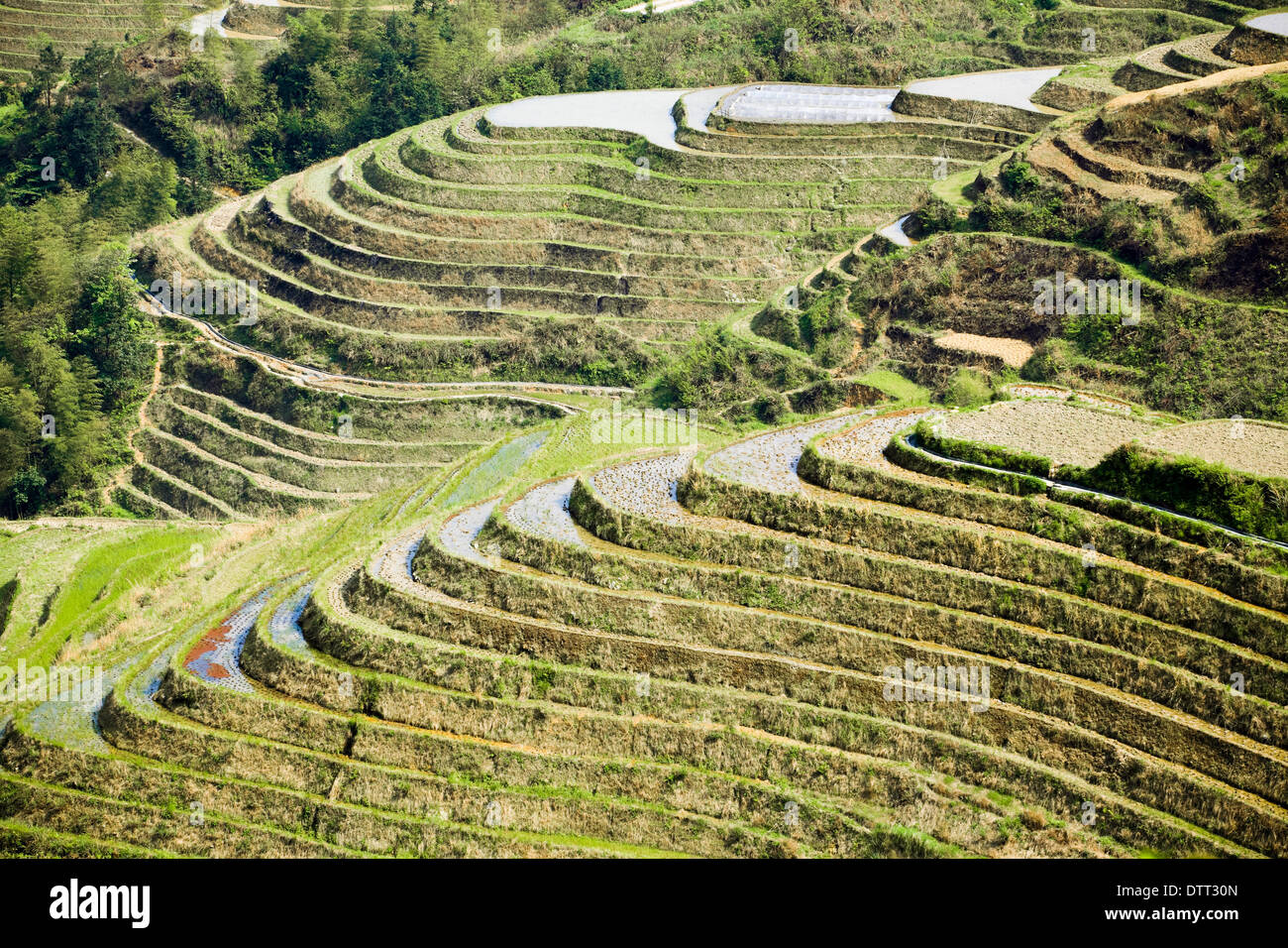 rice terraces in spring Stock Photo - Alamy