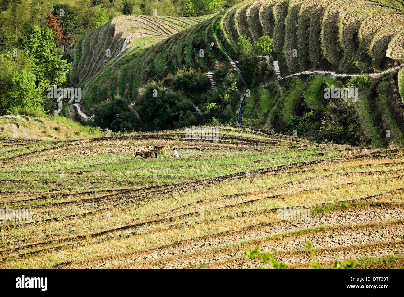 Terrace farming china hi-res stock photography and images - Alamy