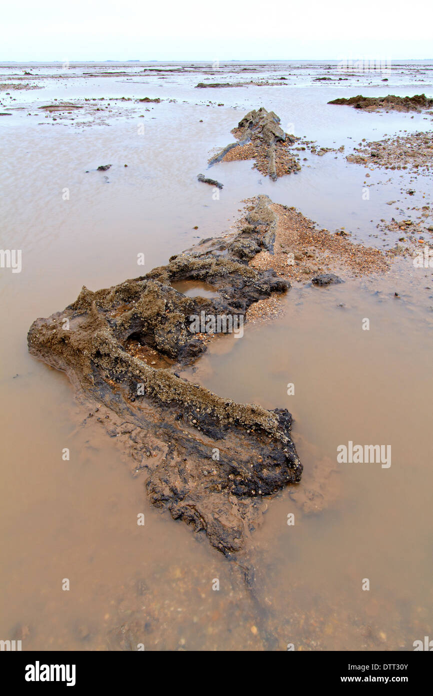 Sunken forest hi-res stock photography and images - Alamy