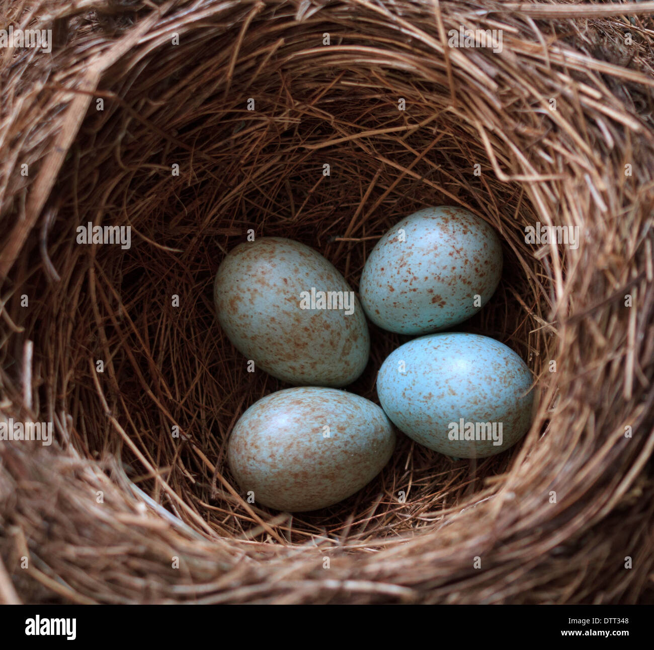 French merle hi-res stock photography and images - Alamy