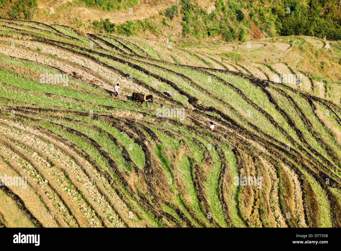 terraced fields cultivation in the spring Stock Photo - Alamy