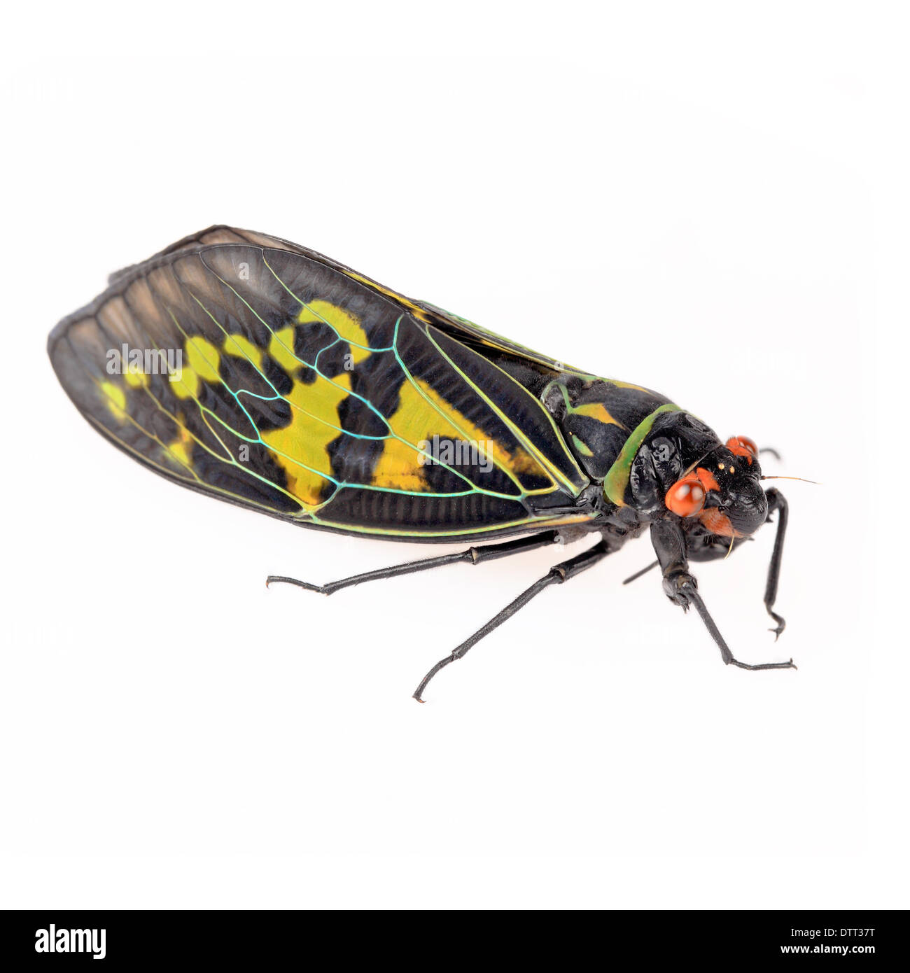 color cicada isolated Stock Photo - Alamy