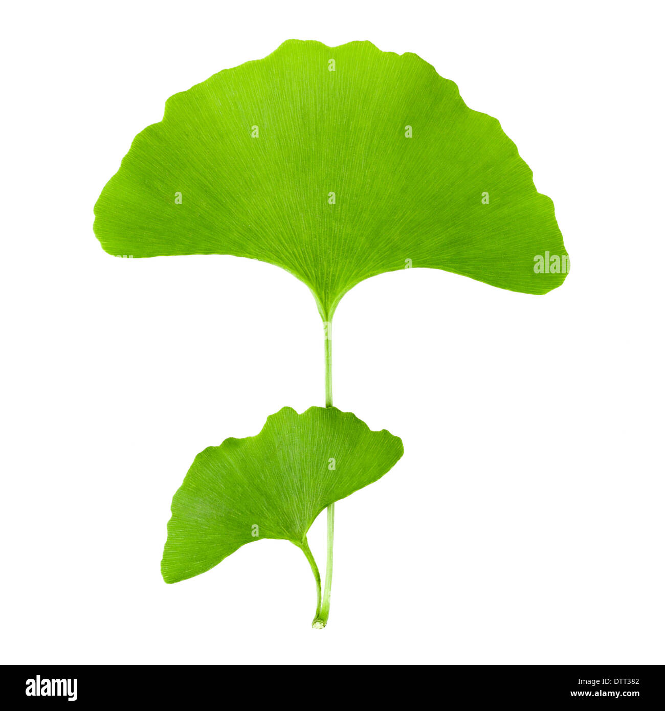 Ginkgo gingko leaf hi-res stock photography and images - Alamy