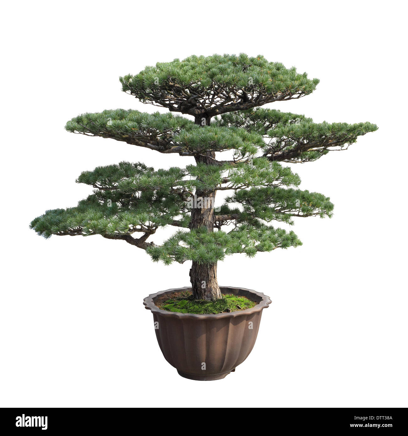 Asian pine Cut Out Stock Images & Pictures - Alamy