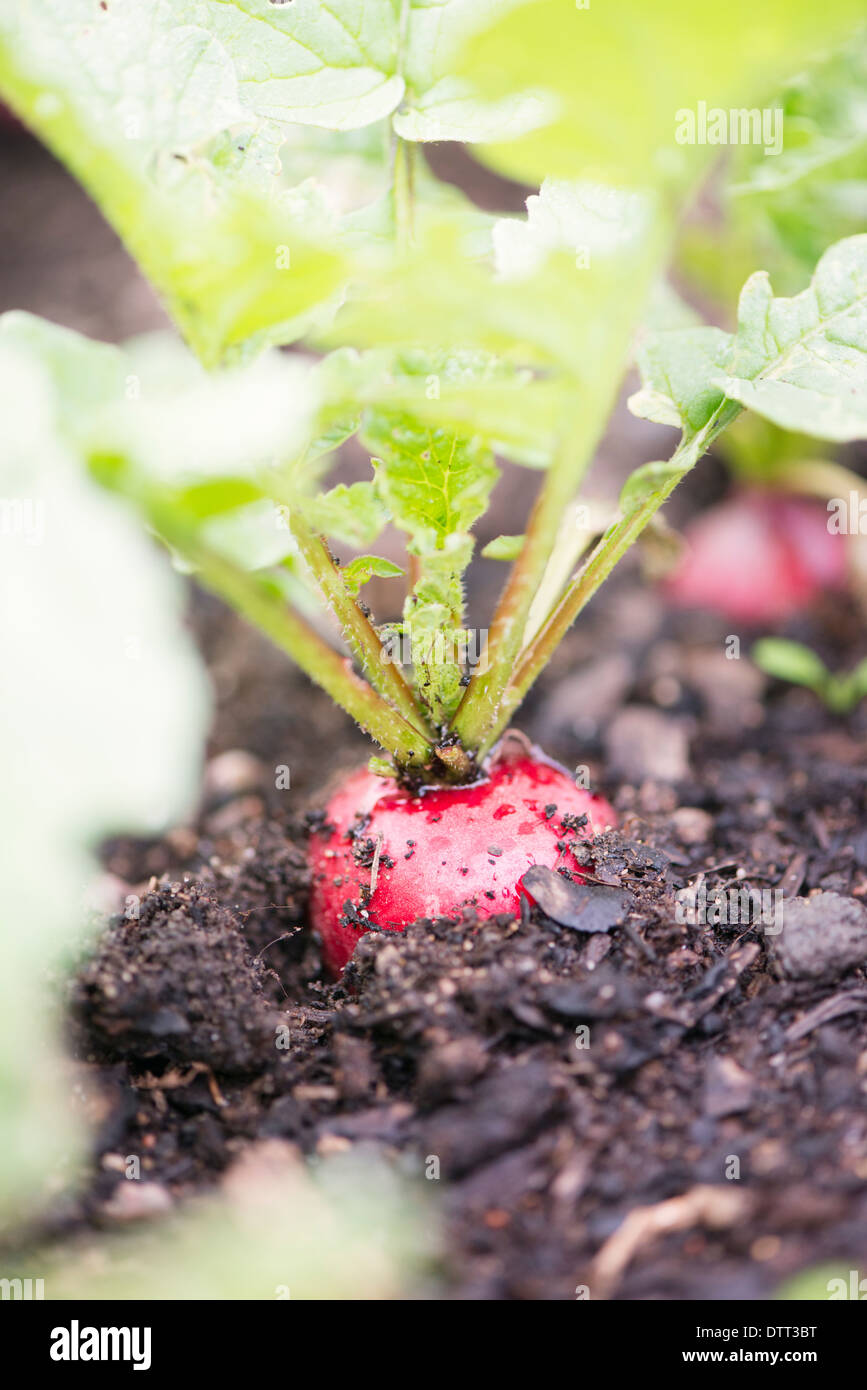 Close up of radish growing in vegetable garden Stock Photo - Alamy