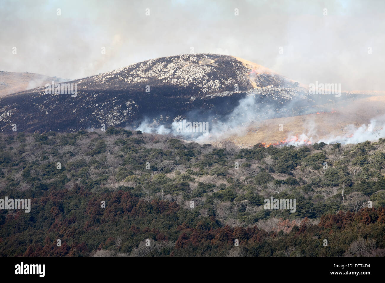 bush fire at the mountain Stock Photo - Alamy