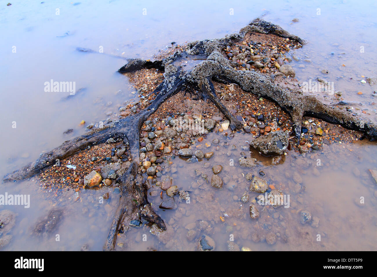 The sunken forest, total of ca 40 trees , on Cleethorpes beach Stock ...