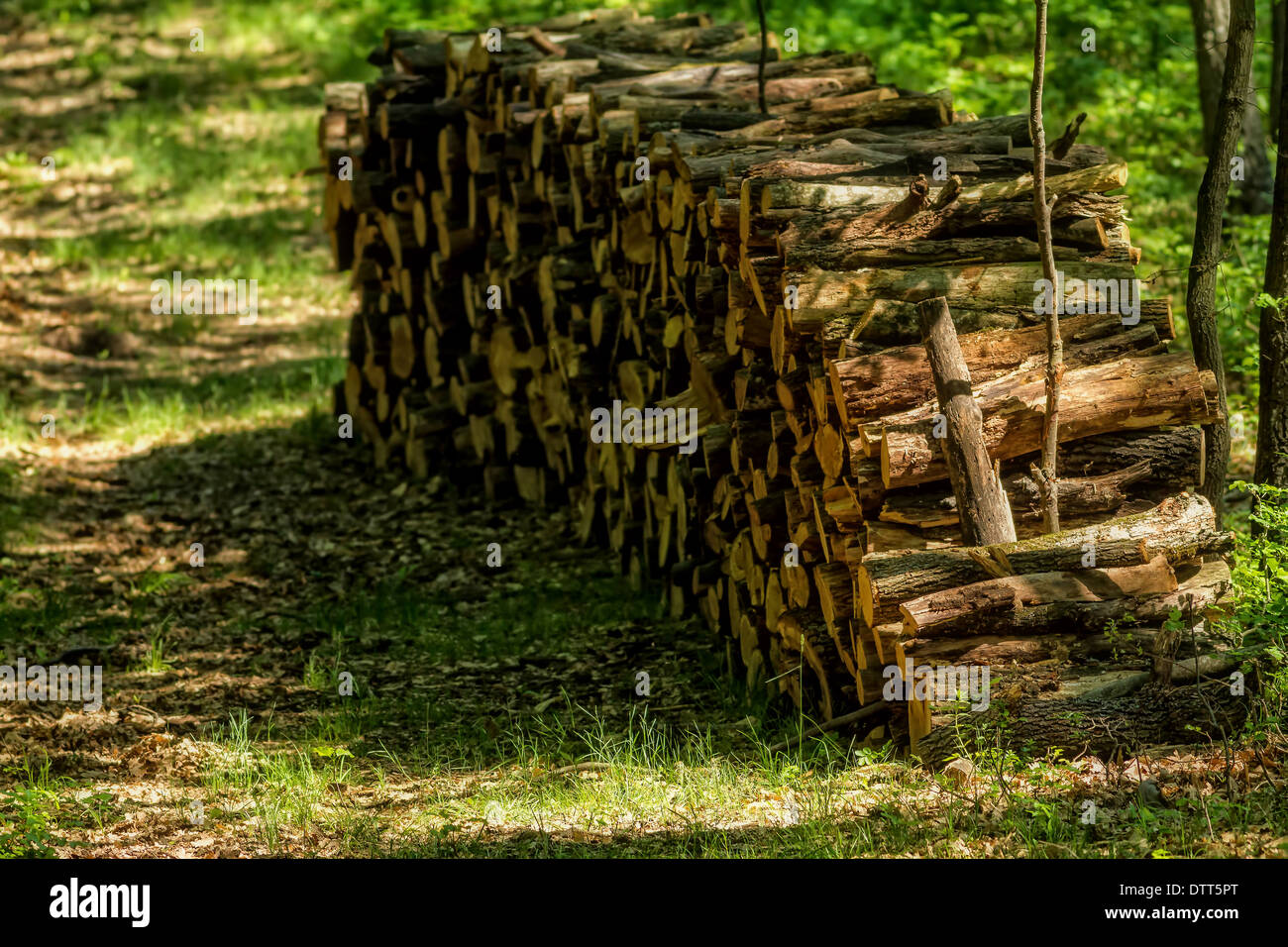 Big pile of wood in a forest road Stock Photo - Alamy