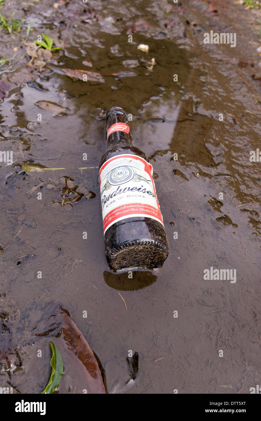 Empty Budweiser beer bottle left in muddy water Stock Photo - Alamy