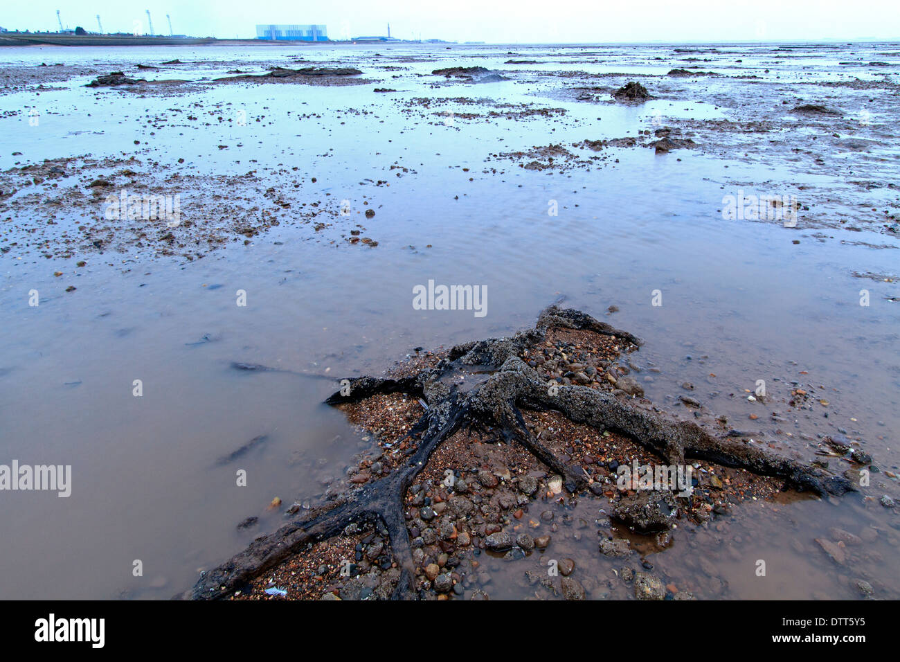 The sunken forest, total of ca 40 trees , on Cleethorpes beach Stock ...