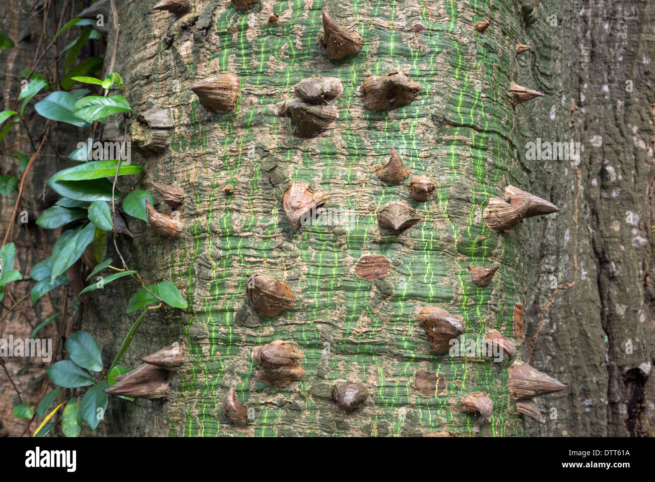 sharp thorns closeup of giant ceiba tree Stock Photo - Alamy