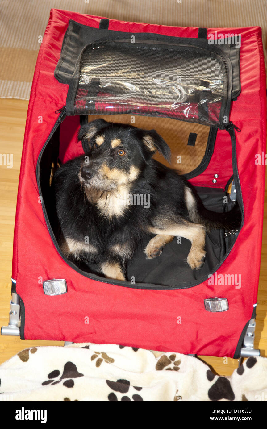 Dog in a box hi-res stock photography and images - Alamy