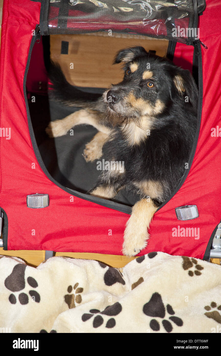 Young dog in box hi-res stock photography and images - Alamy