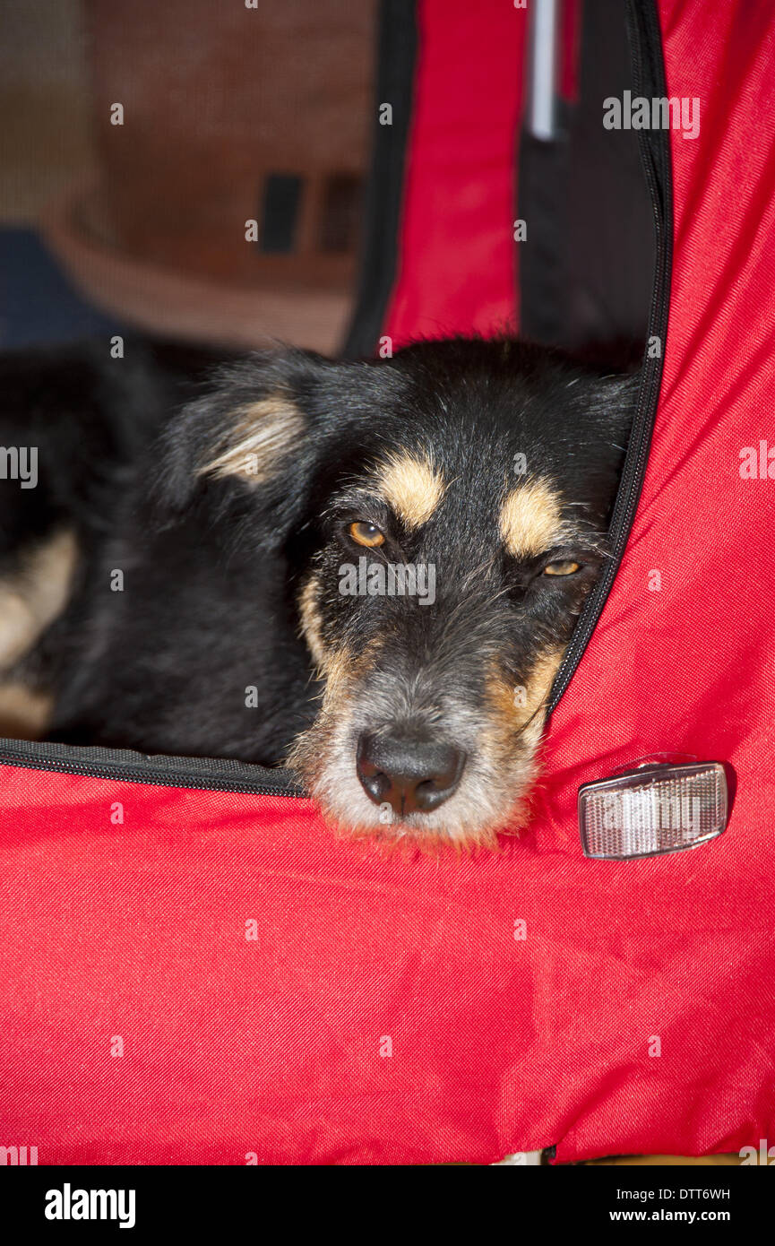 Young Dog in a Box Stock Photo - Alamy