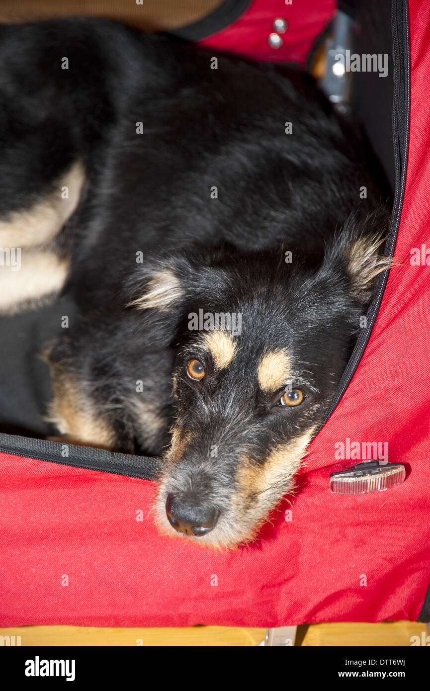 Hundebox hi-res stock photography and images - Alamy