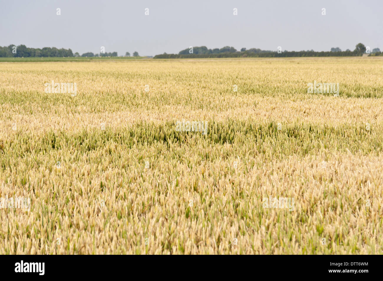 Agricultural Landscape in Germany Stock Photo - Alamy