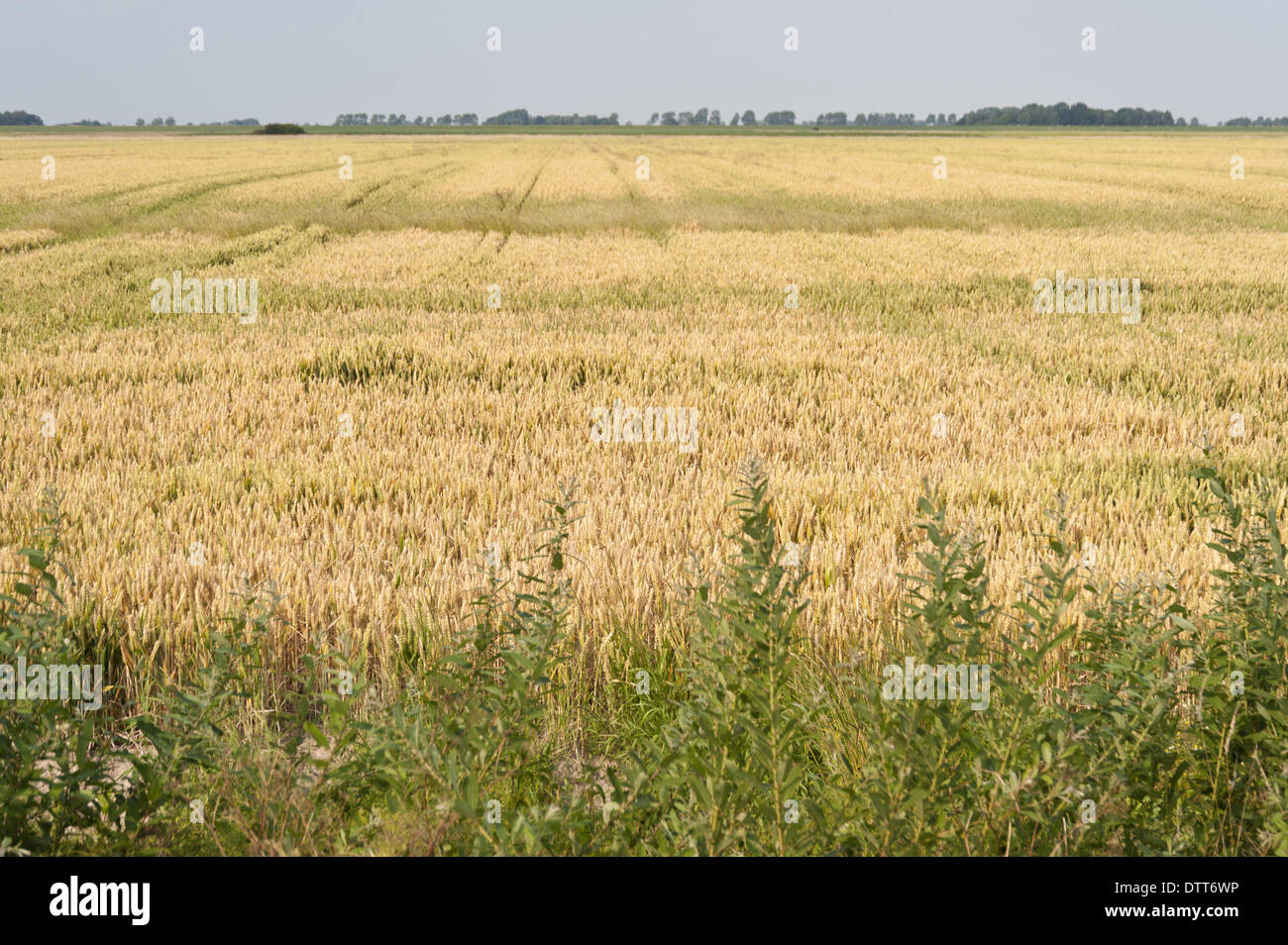 Agricultural Landscape in Germany Stock Photo - Alamy