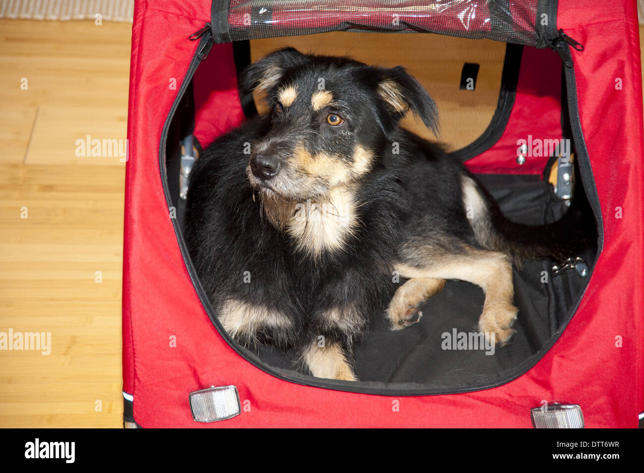 Young dog in box hi-res stock photography and images - Alamy
