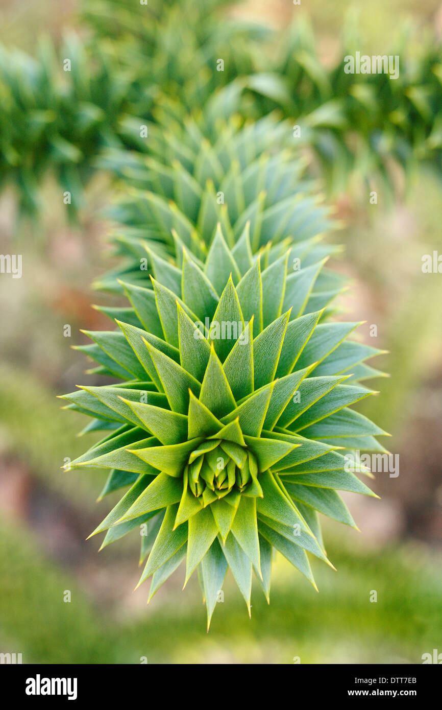 Detail of monkey puzzle tree 'branch' growing in England, UK Stock ...