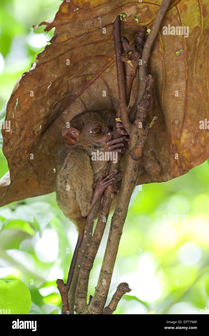 Funny tarsier hi-res stock photography and images - Alamy