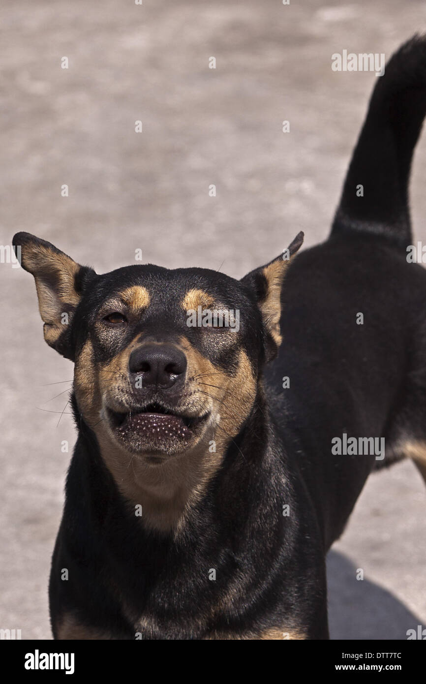 Asian wild dog thailand hi-res stock photography and images - Alamy