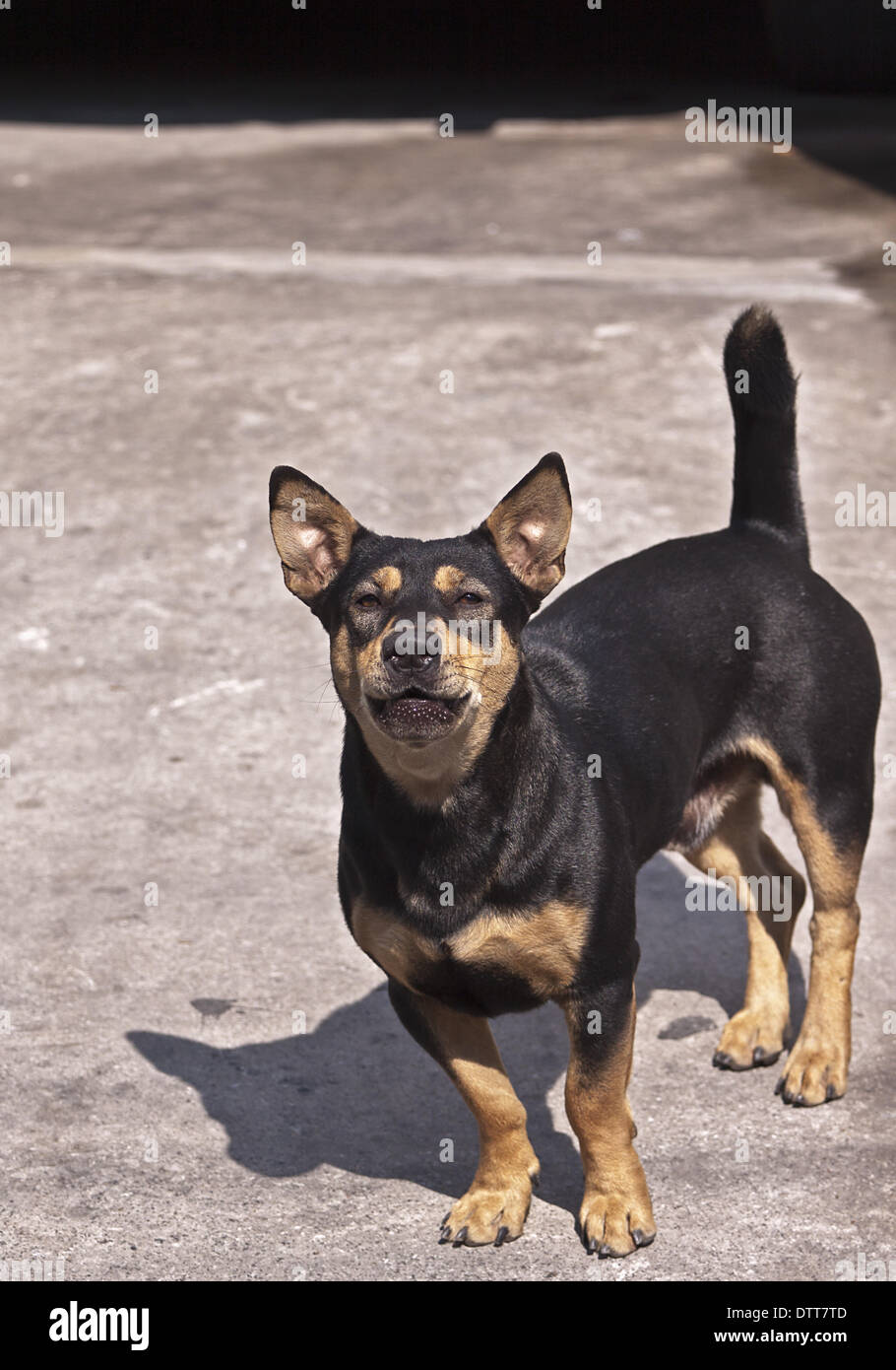 Guard dog on farm in hi-res stock photography and images - Alamy