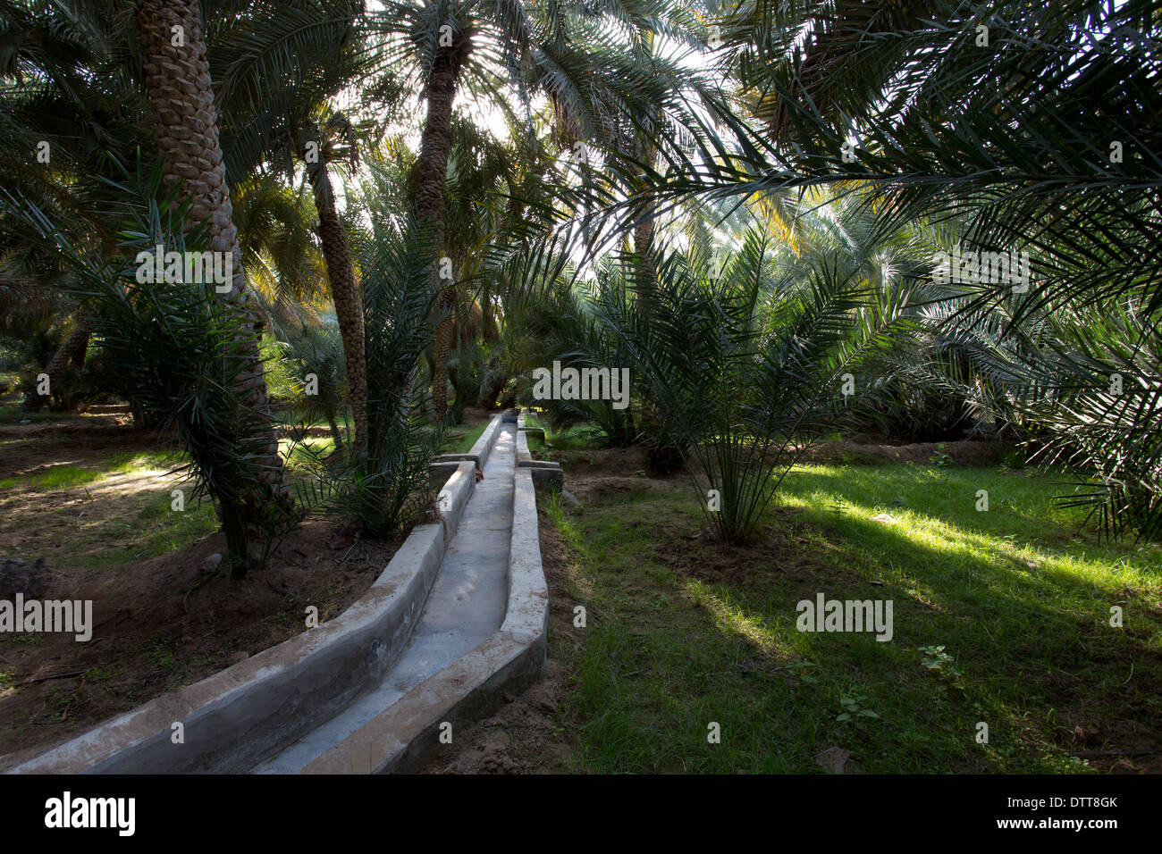 A date Farm in Al Ain in the UAE Stock Photo - Alamy