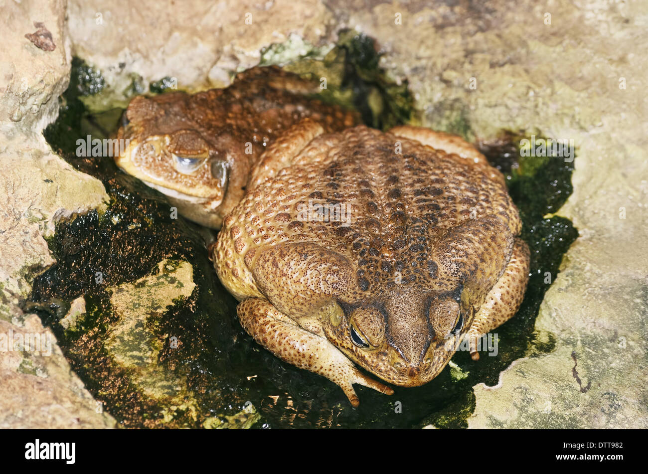 Hoptoad hi-res stock photography and images - Alamy