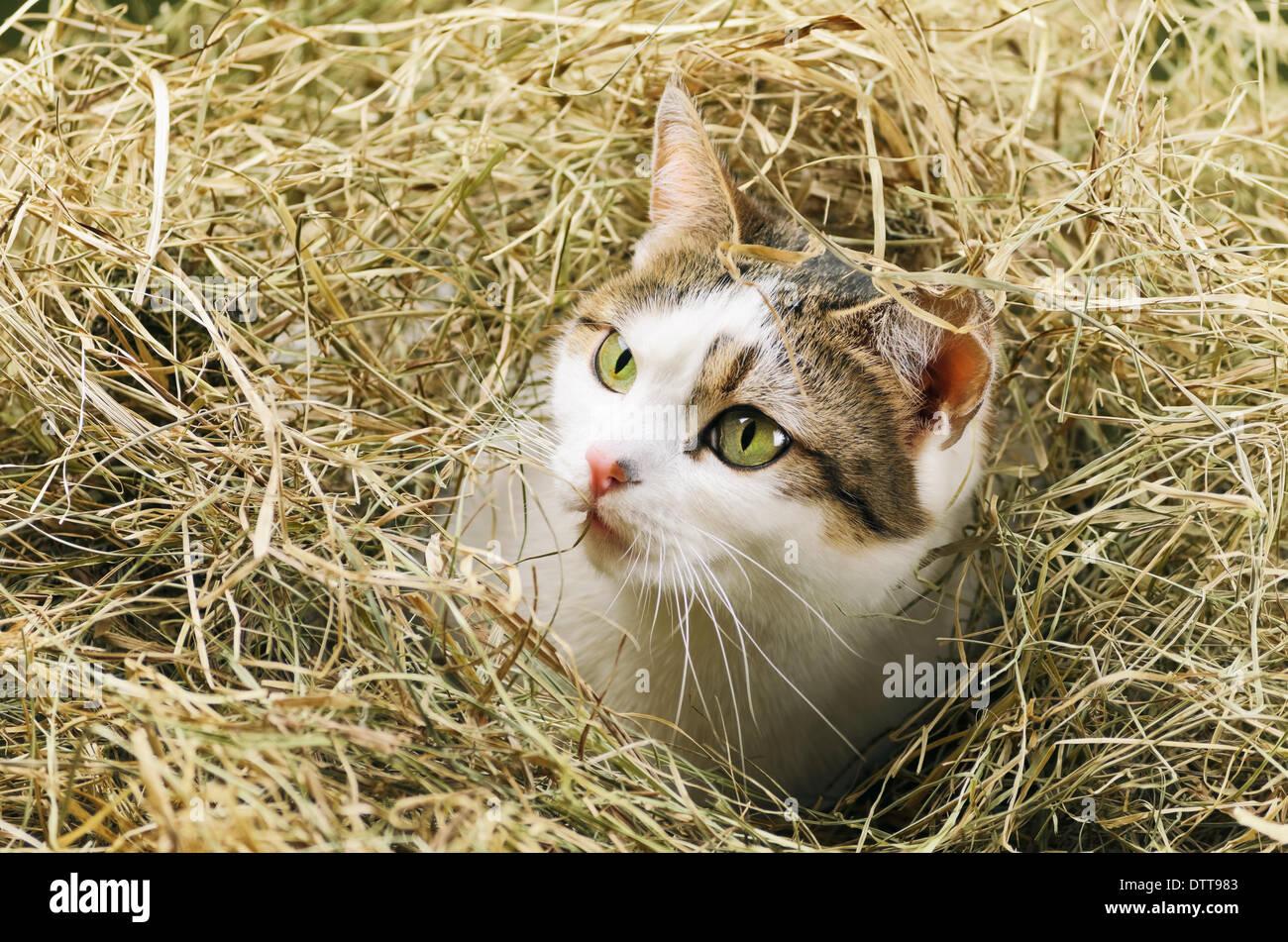 In hay hi-res stock photography and images - Alamy