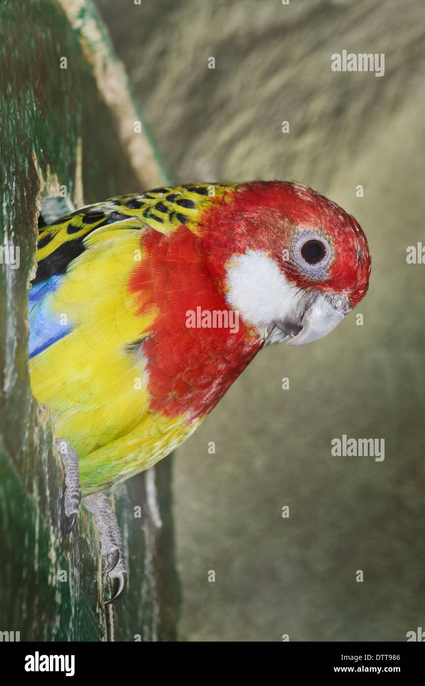 Rosella multicolor hi-res stock photography and images - Alamy