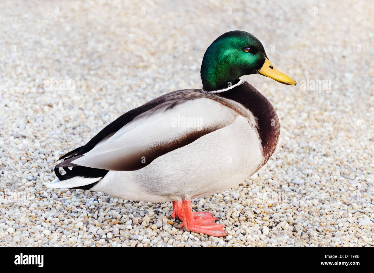 Wild duck species hi-res stock photography and images - Alamy