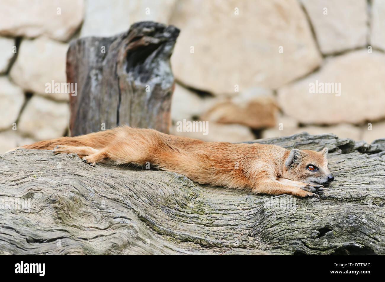 Resting mongoose hi-res stock photography and images - Alamy