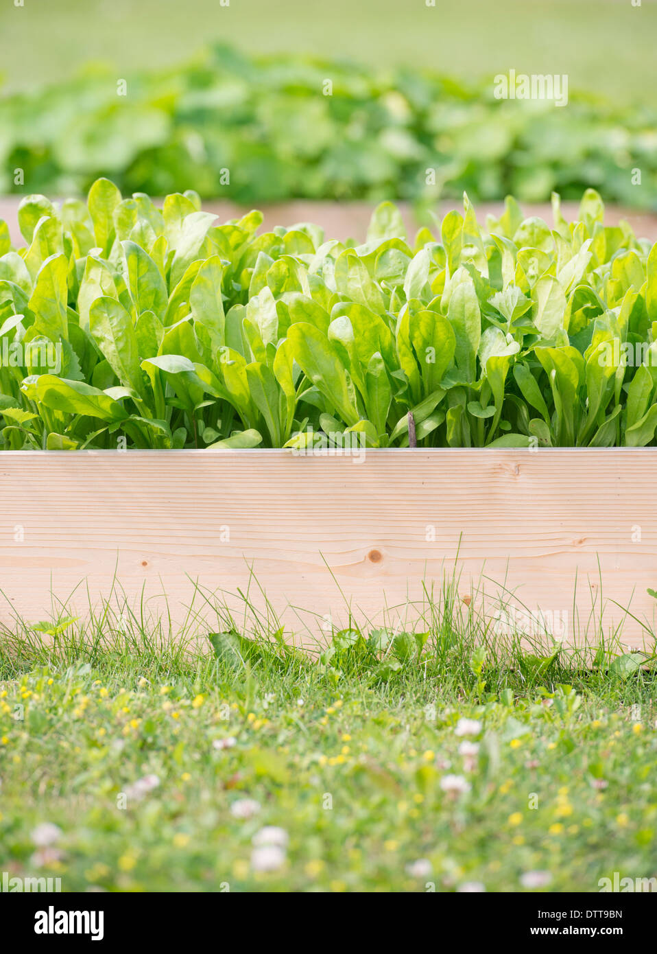 Vegetables growing in garden in vegetable bed Stock Photo - Alamy