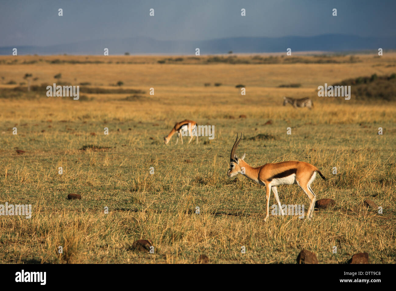 Gazelles in savanna Stock Photo - Alamy